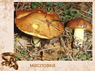 Gabite V Prirodata | PPT