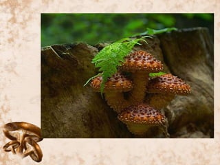 Gabite V Prirodata | PPS