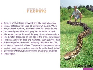 Gaboon vipers2 | PDF | Reptiles | Pets