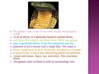 Gaboon vipers2 | PDF | Reptiles | Pets