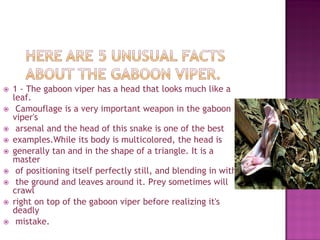 Gaboon vipers2 | PDF | Reptiles | Pets