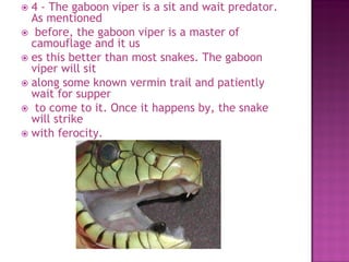 Gaboon vipers2 | PDF | Reptiles | Pets