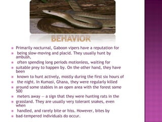 Gaboon vipers2 | PDF | Reptiles | Pets