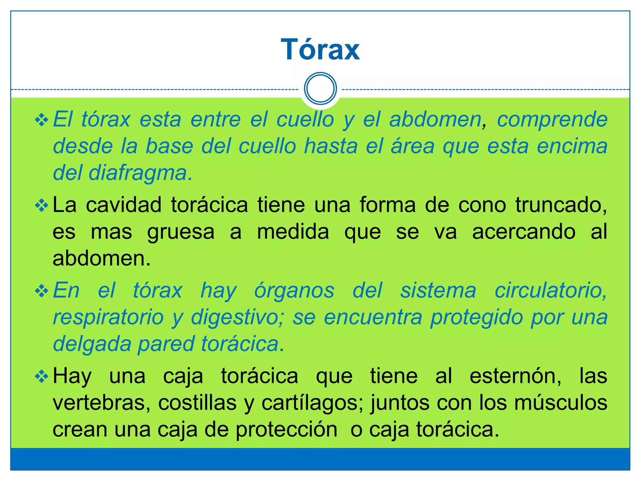 Anatomía Topográfica del Tórax UP Med | PPTX