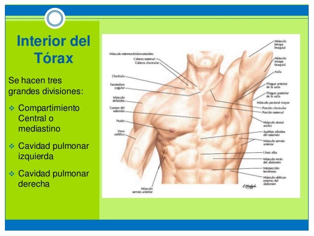 Anatomía Topográfica del Tórax UP Med