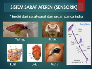 SISTEM SARAF, SISTEM REPRODUKSI FISIOLOGI TERNAK | PDF
