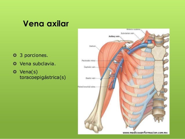 Infraclavicular Area