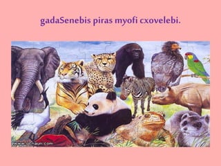 Gadashenebis piras myopi cxovelebi | PPT