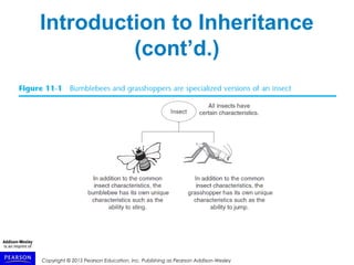 Inheritance | PPT
