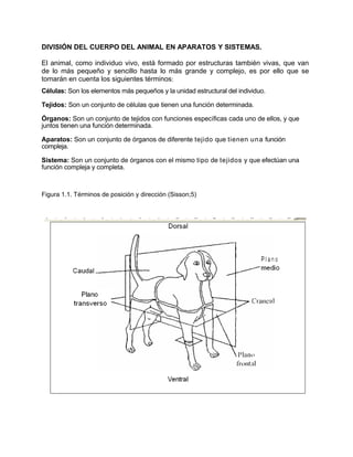 Introducción al estudio de la anatomía descriptiva veterinaria. | PDF