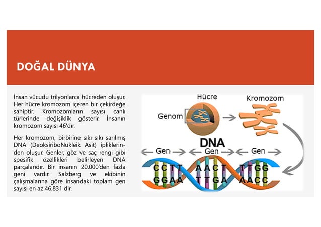 Genetic Algorithm Examples & Presentation (in Turkish) | PDF