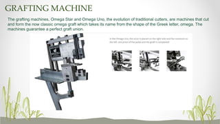 Gafting and grafting in cactus altaf.n | PPTX | Gardening | Home & Garden