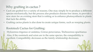 Gafting and grafting in cactus altaf.n | PPTX | Gardening | Home & Garden
