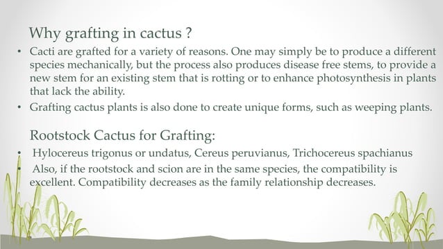 Gafting and grafting in cactus altaf.n | PPT