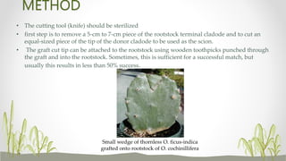 Gafting and grafting in cactus altaf.n | PPTX | Gardening | Home & Garden