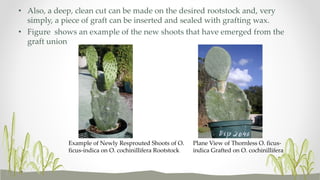 Gafting and grafting in cactus altaf.n | PPTX | Gardening | Home & Garden