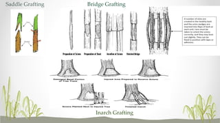 Gafting and grafting in cactus altaf.n | PPTX | Gardening | Home & Garden