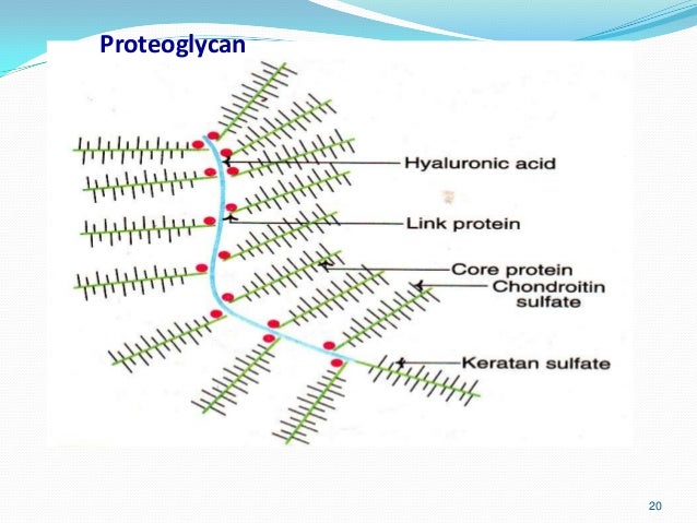 GLYCOSAMINO GLYCANS