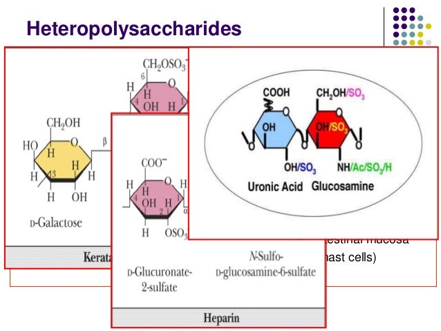 glucose amino glycans