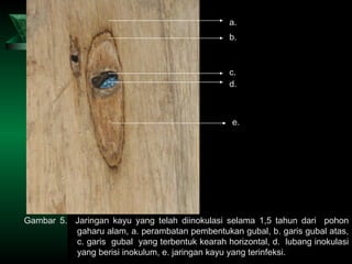 Gaharu | PPT