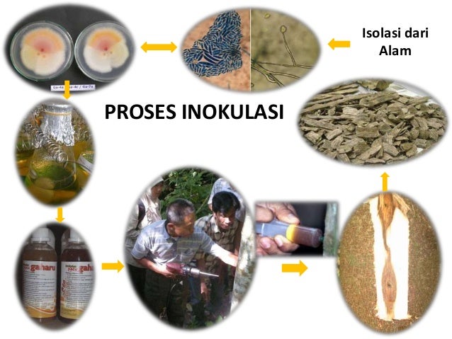 Informasi Seputar Mikrobiologi : Inokulasi Mikroba
