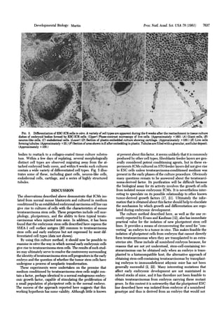 Gail Martin- Descubrimiento de las células madre embrionarias | PDF
