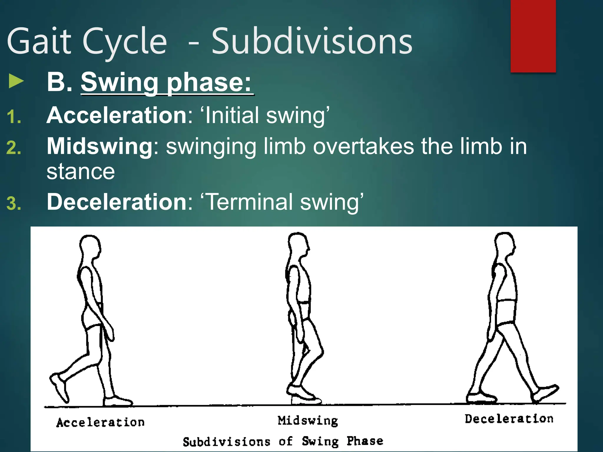 gait cycle gait kinematic and pathological gait.pptx