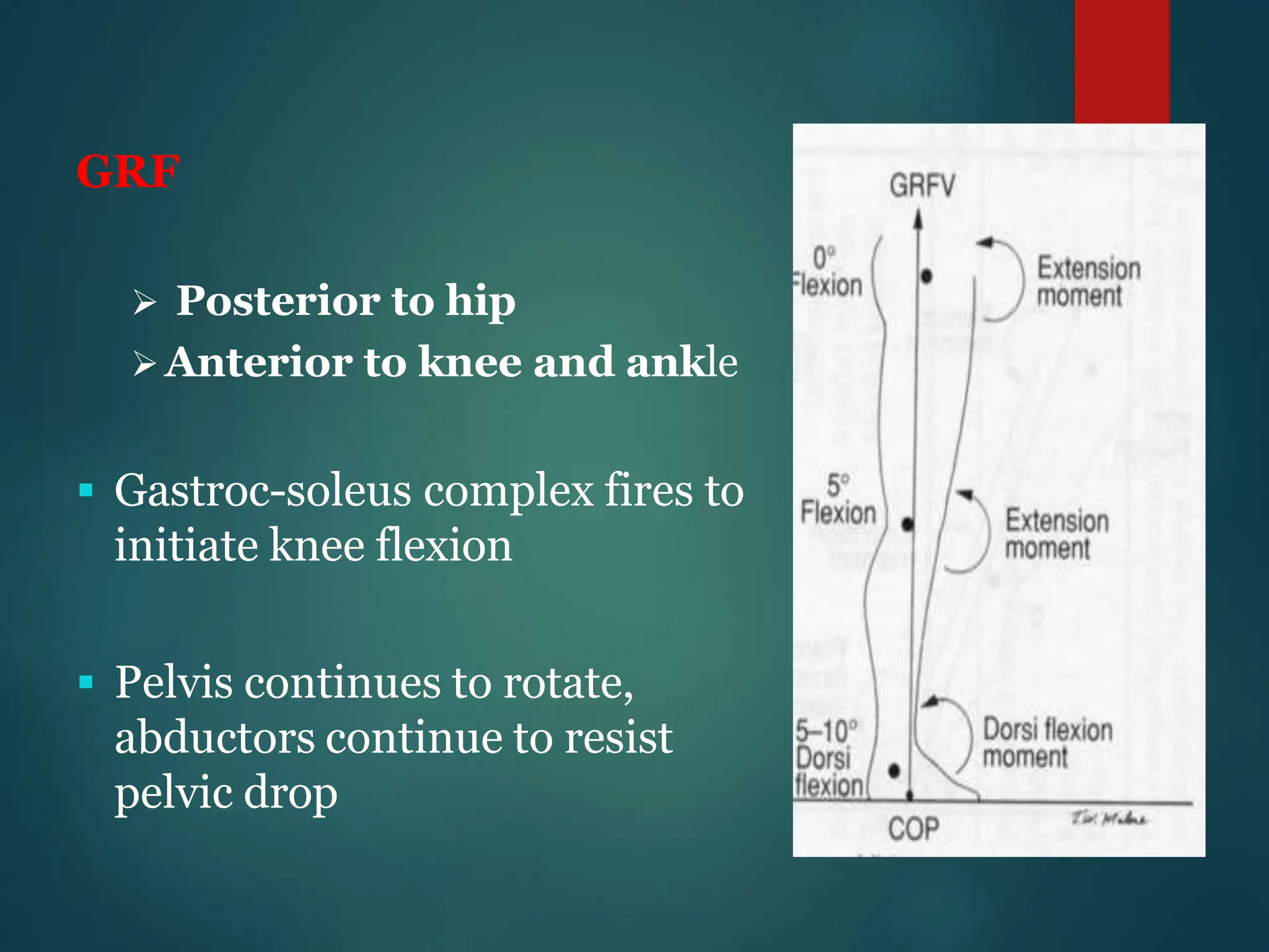 gait cycle gait kinematic and pathological gait.pptx