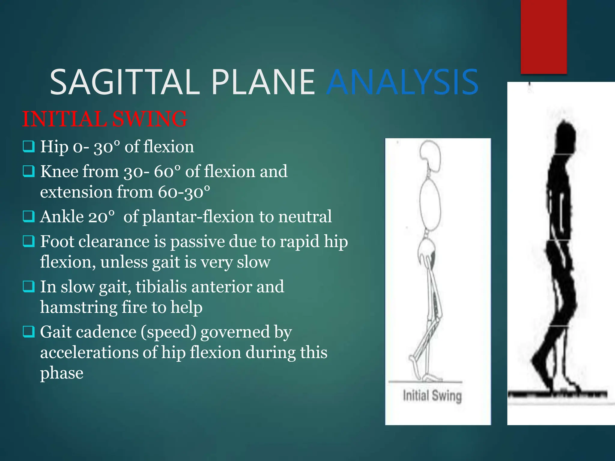gait cycle gait kinematic and pathological gait.pptx