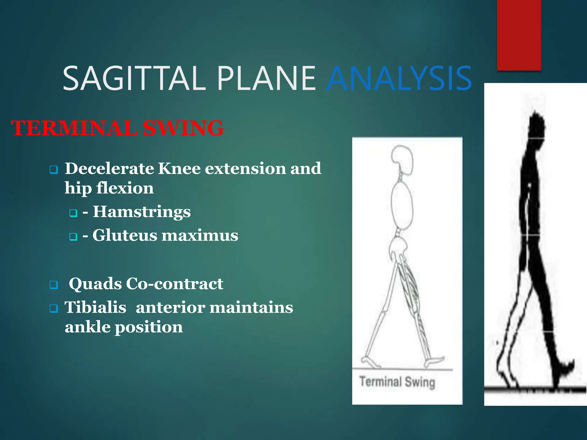 gait cycle gait kinematic and pathological gait.pptx