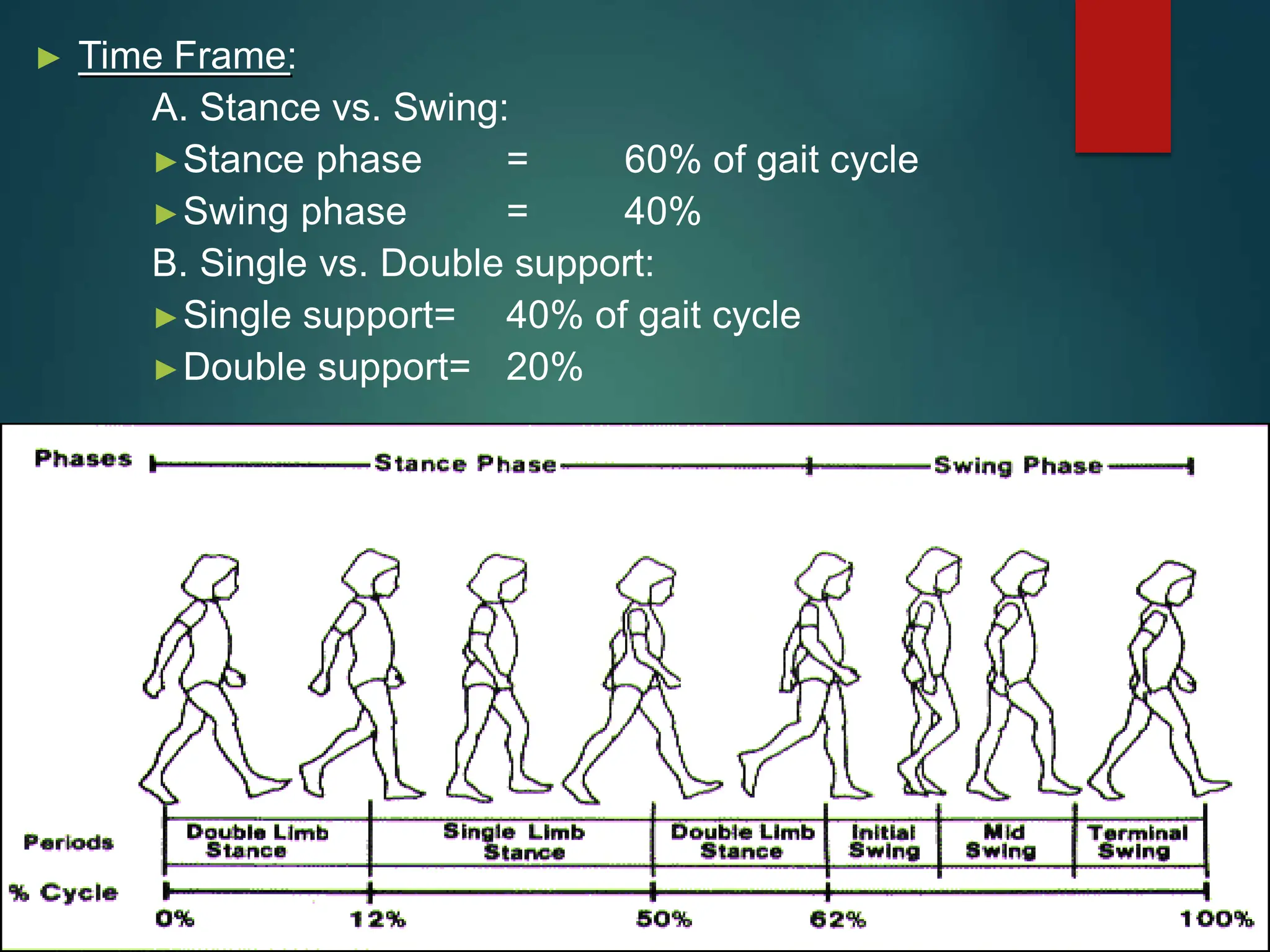 gait cycle gait kinematic and pathological gait.pptx
