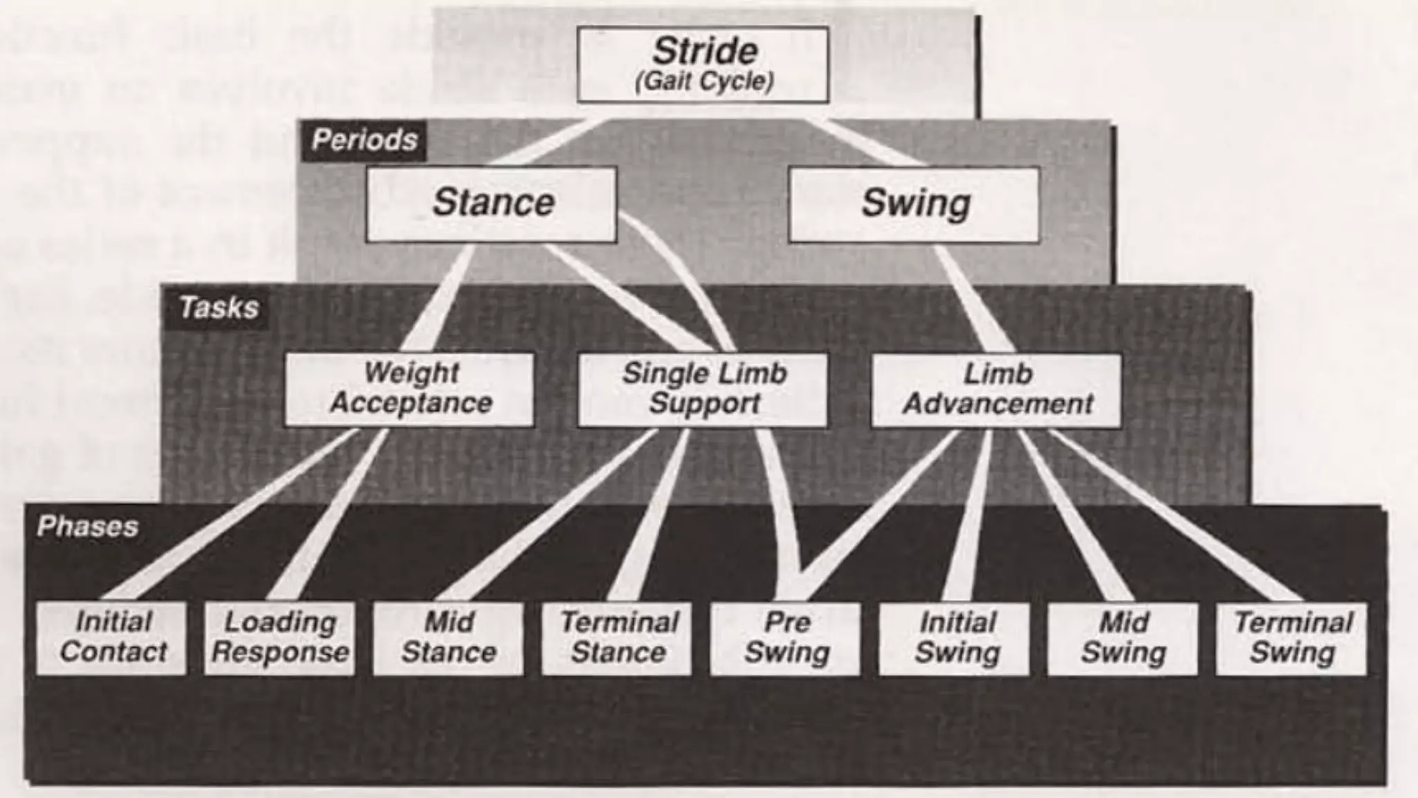 Gait & Approach to a limping child | PPT