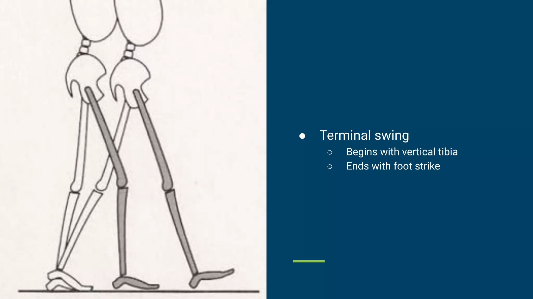 Gait & Approach to a limping child | PPT