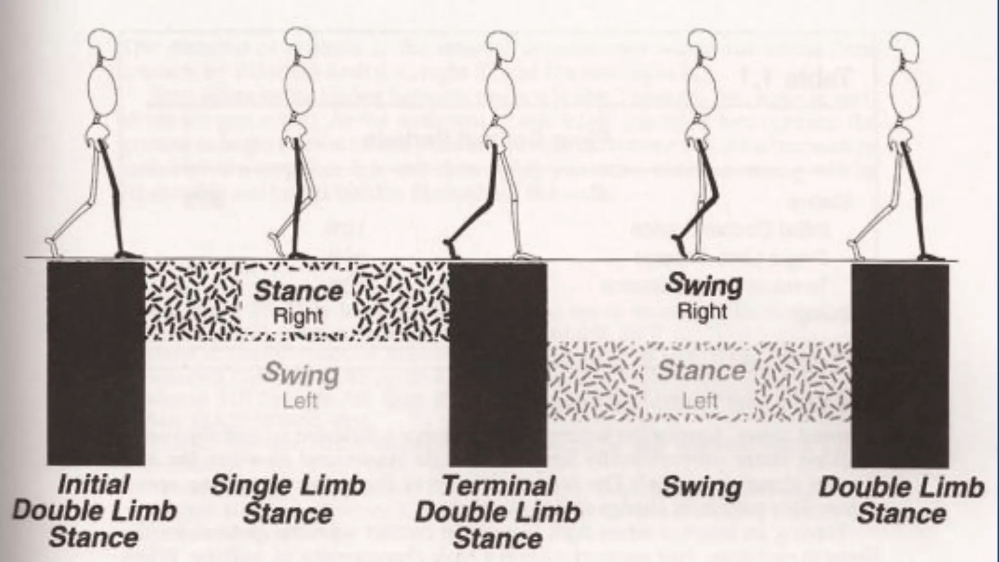 Gait & Approach to a limping child | PPT