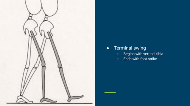 Gait & Approach to a limping child | PPT