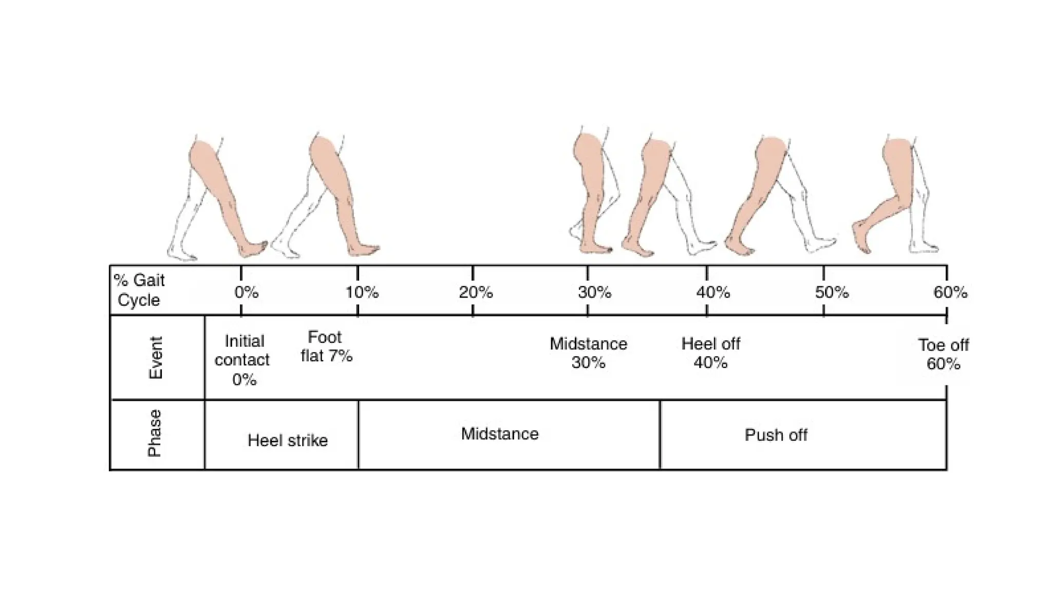 GAIT / GAIT CYCLE / PHASES OF GAIT / BIOMECHANICS | PPTX