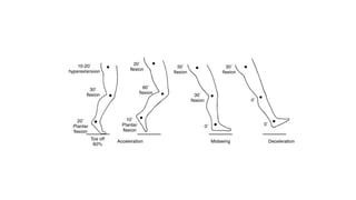 GAIT / GAIT CYCLE / PHASES OF GAIT / BIOMECHANICS | PPTX