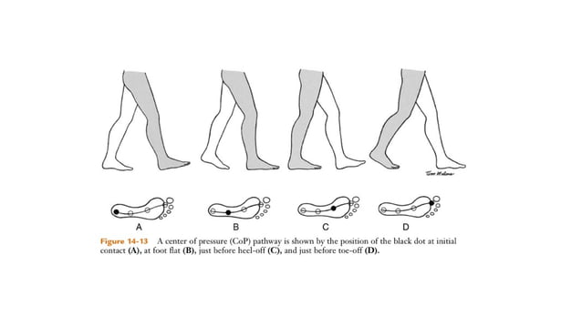 GAIT / GAIT CYCLE / PHASES OF GAIT / BIOMECHANICS | PPTX | Foot Health ...