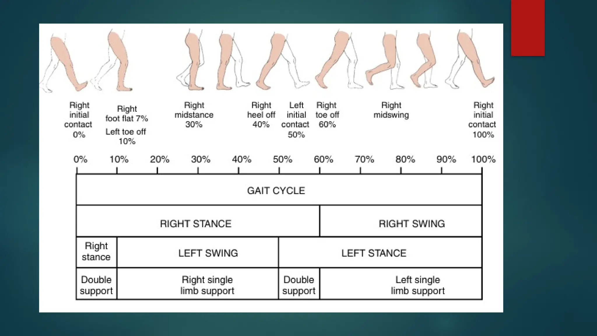 GAIT / GAIT CYCLE / PHASES OF GAIT / BIOMECHANICS | PPTX