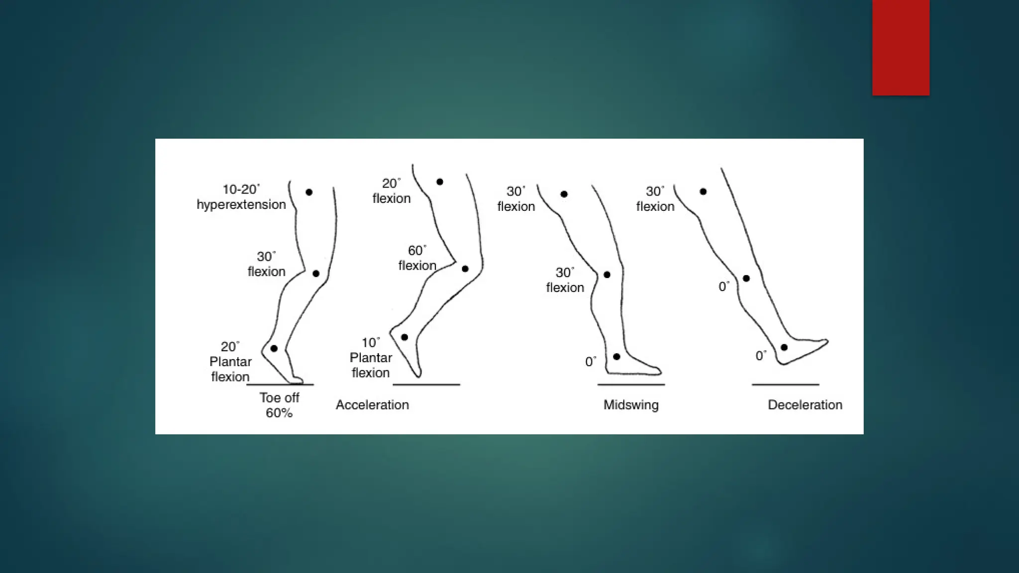 GAIT / GAIT CYCLE / PHASES OF GAIT / BIOMECHANICS | PPTX