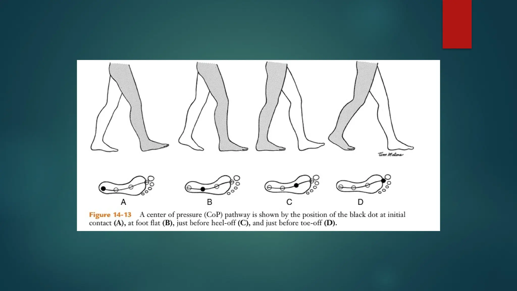 GAIT / GAIT CYCLE / PHASES OF GAIT / BIOMECHANICS | PPTX
