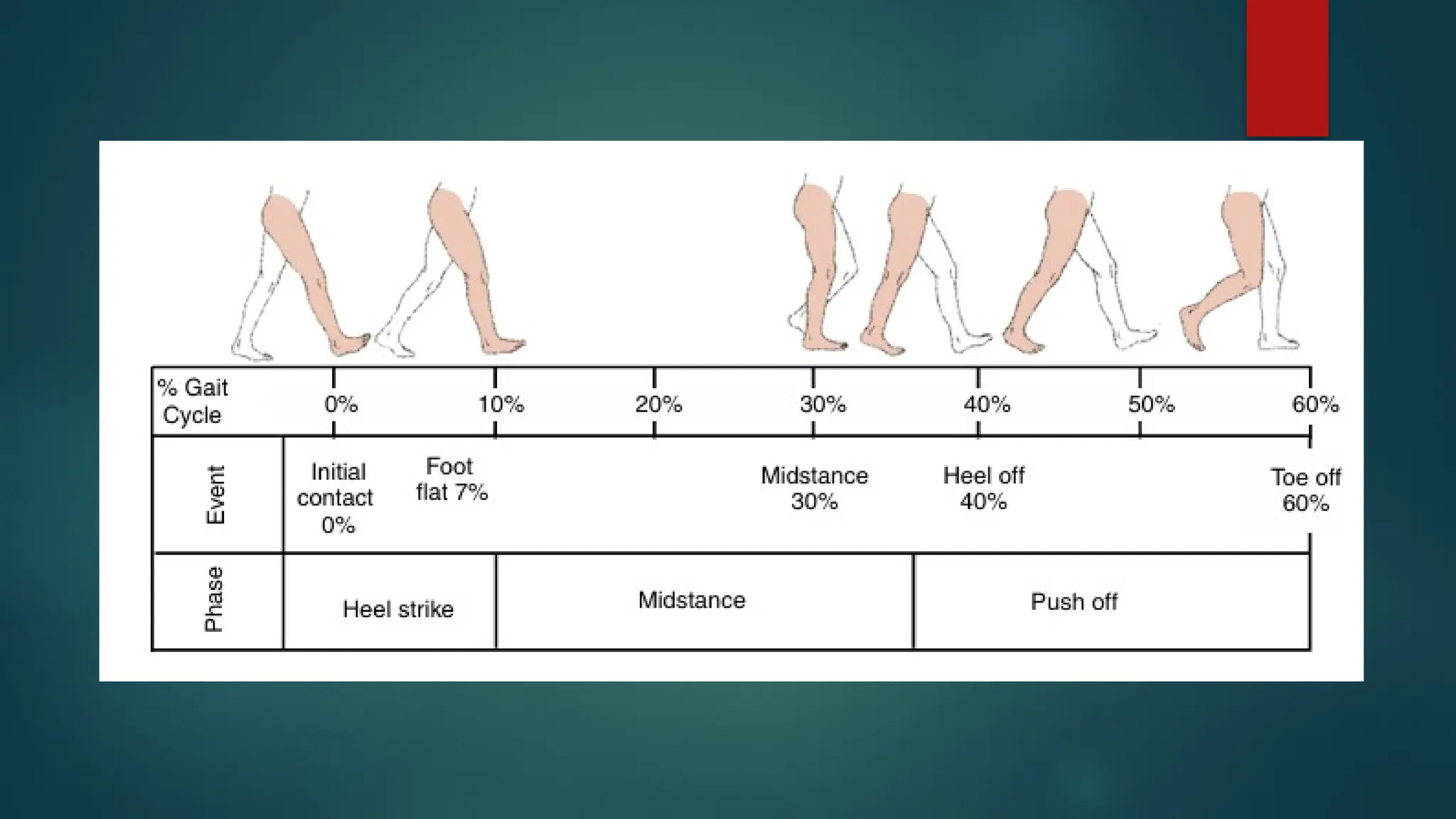 GAIT / GAIT CYCLE / PHASES OF GAIT / BIOMECHANICS | PPTX
