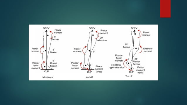 GAIT / GAIT CYCLE / PHASES OF GAIT / BIOMECHANICS | PPTX