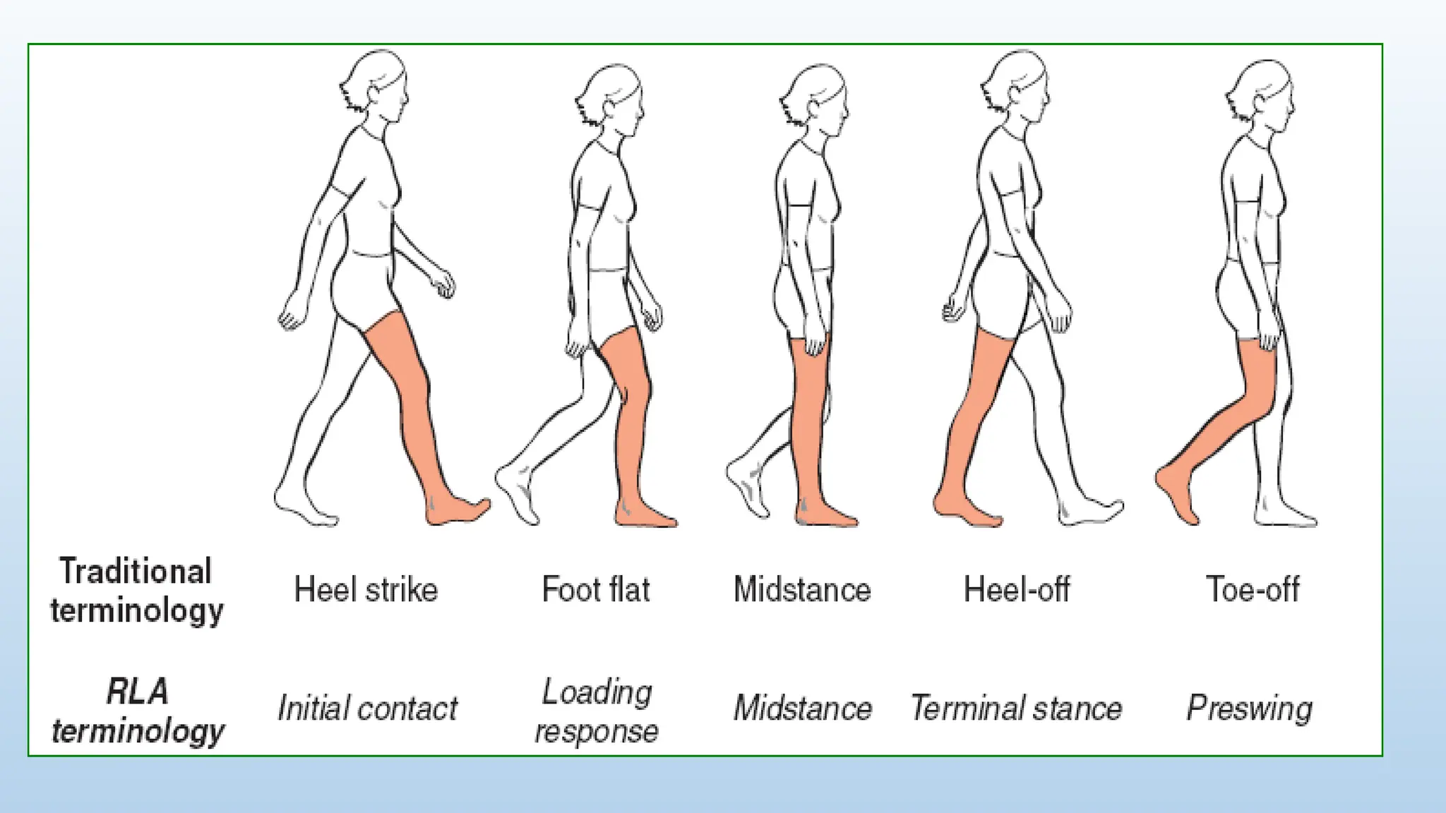 Gait ,gait cycle,phases of gait, different gait patterns. | PPTX