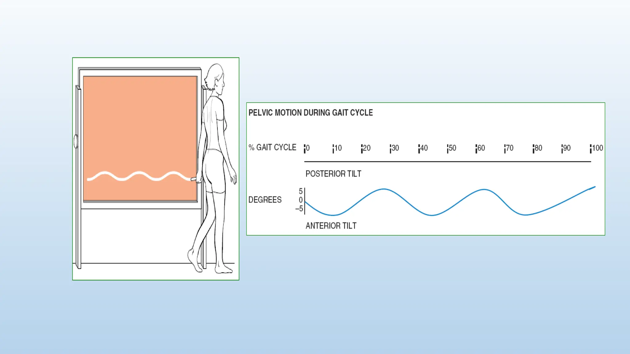 Gait ,gait cycle,phases of gait, different gait patterns. | PPTX