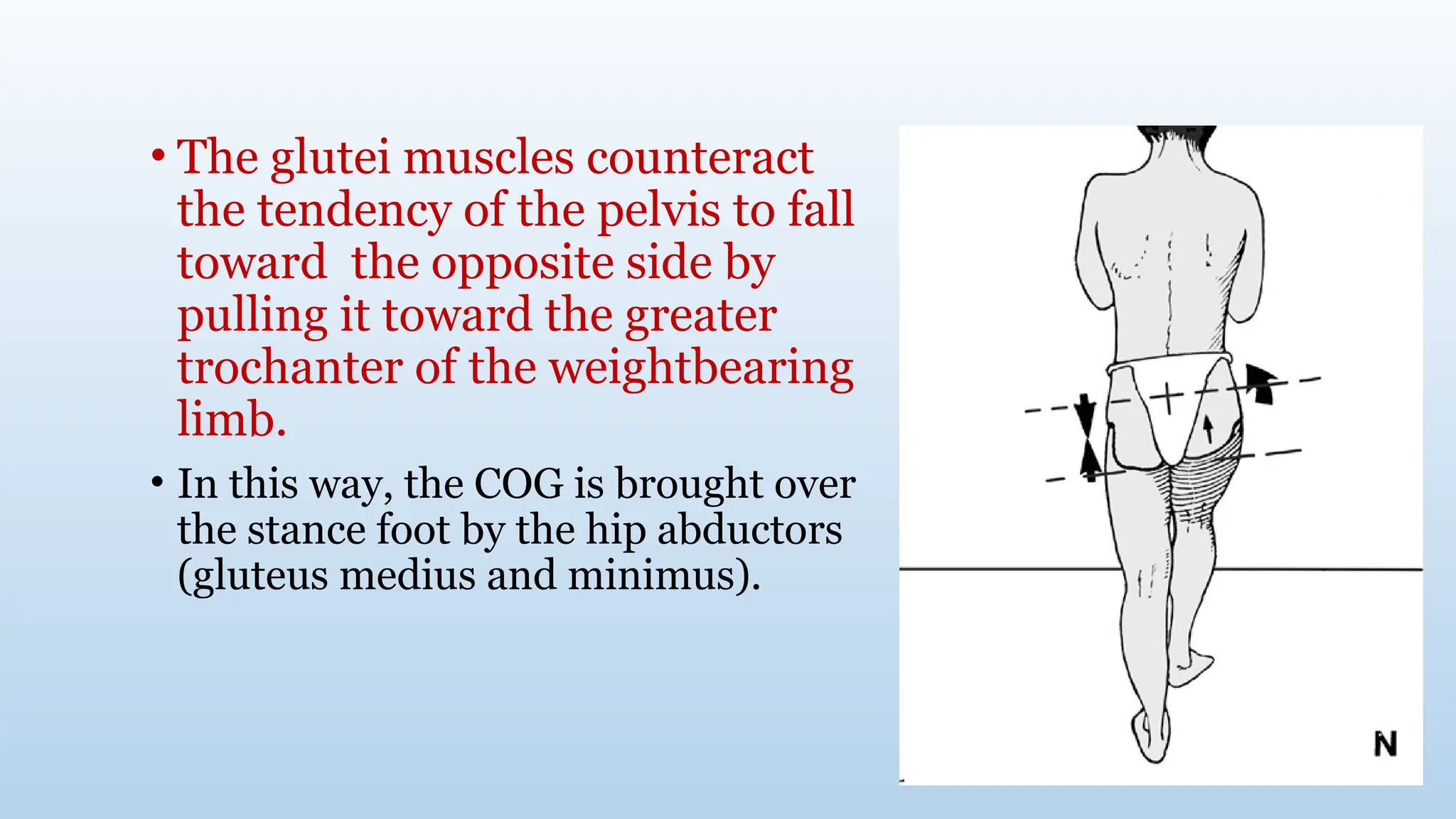 Gait ,gait cycle,phases of gait, different gait patterns. | PPTX