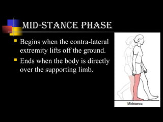 gait.ppt stance phase swing phase gait analysis | PPT