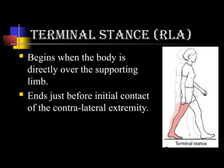 gait.ppt stance phase swing phase gait analysis | PPT
