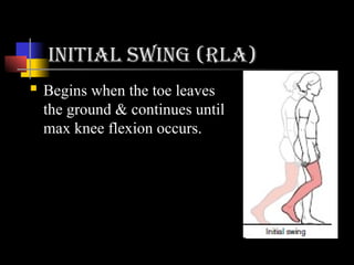 gait.ppt stance phase swing phase gait analysis | PPT