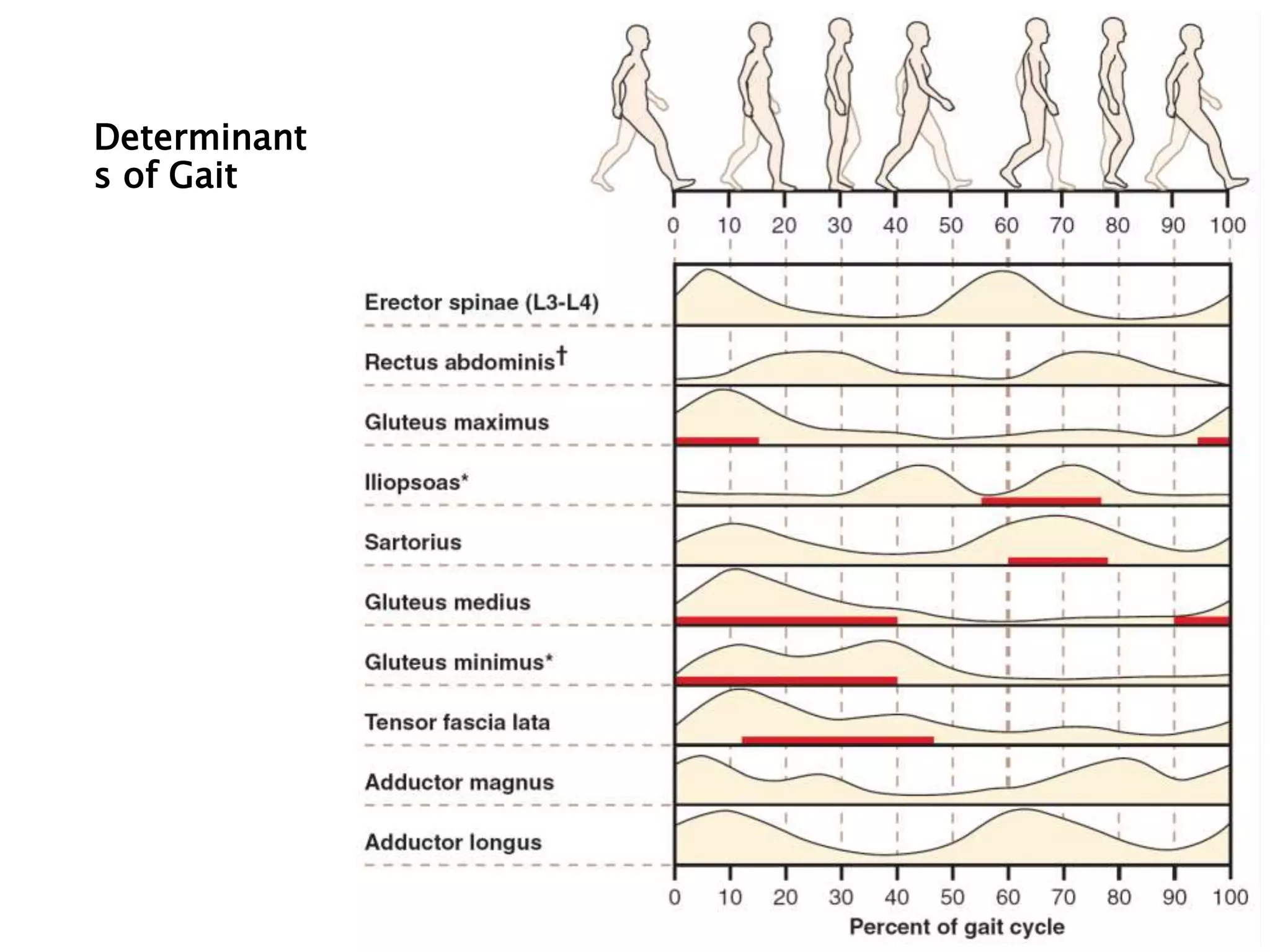 Gait Analysis - Components and Abnormalities.pptx